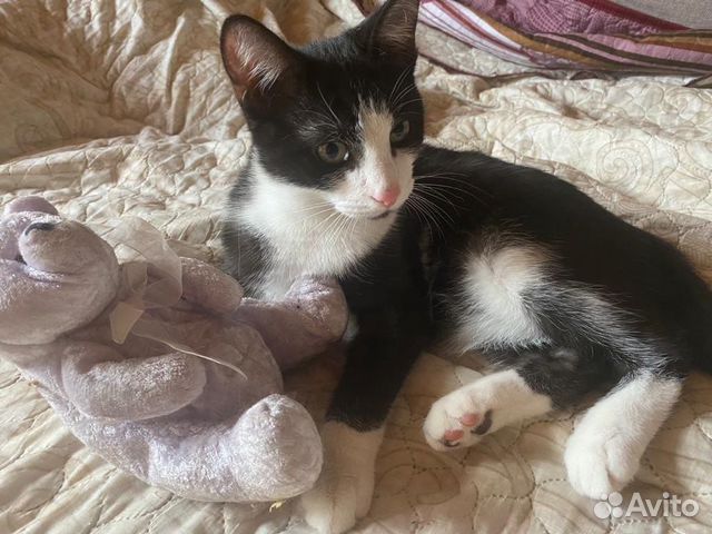 Котенок Арчи 4 мес