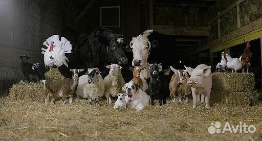 С/х животные