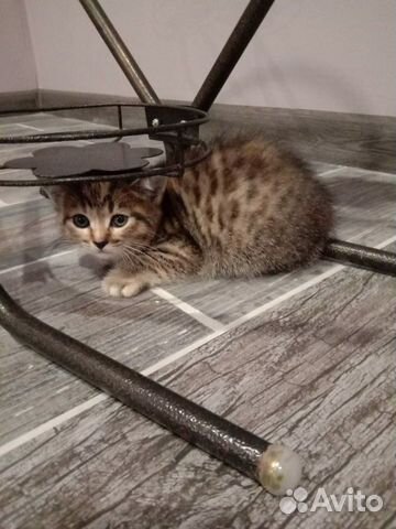 Милые котята, бесплатно