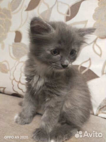 Отдам в добрые руки