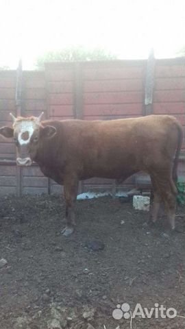 Телята бычки