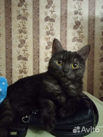 Кошечка шотланка пепельная