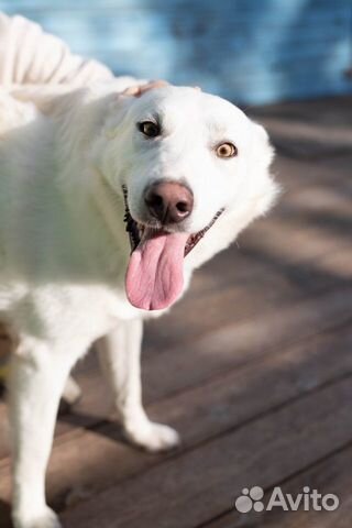 Молодой пёс Мишка, 1 год