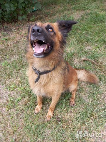 Джонни метис бельгийца