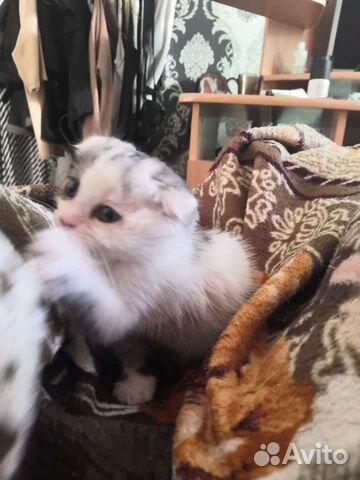 Шотландские вислоухие котята бесплатно