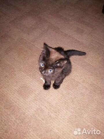 Черный котенок мальчик