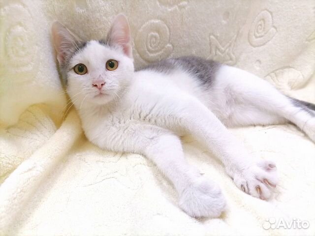 Котёнок Дин