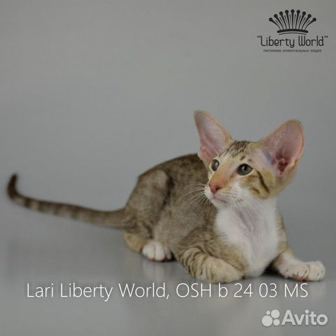 Lari Liberty World, OSH b 24 MS