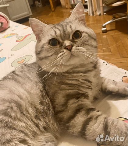 Шотландский кот (бархатный принц) вязка