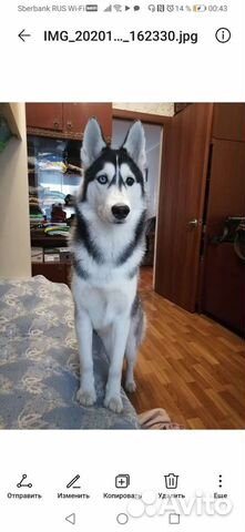 Сибирский хаски