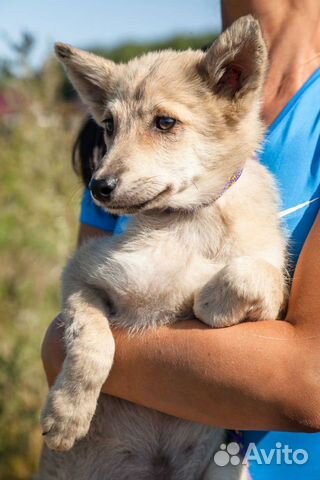 Щенок Оливер