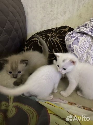Котята бурма