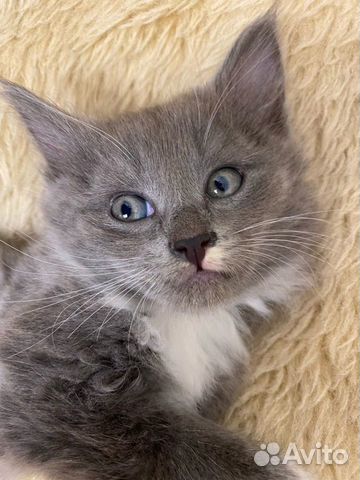 Маленькое чудо ищет добрые руки