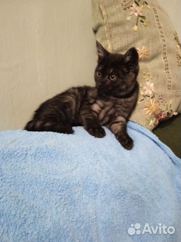 Кошка в дар