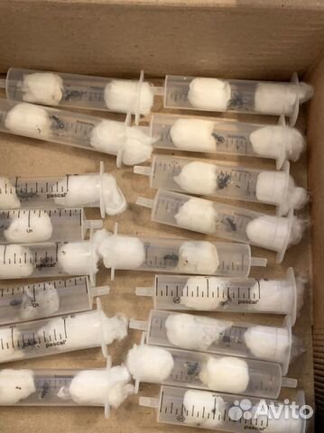 Муравьи Lasius Niger