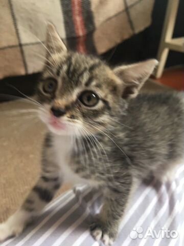 Забавные котята в добрые руки