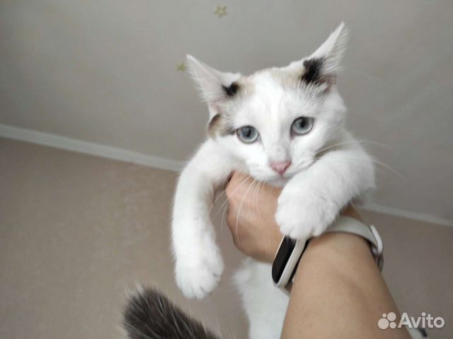 Котенок
