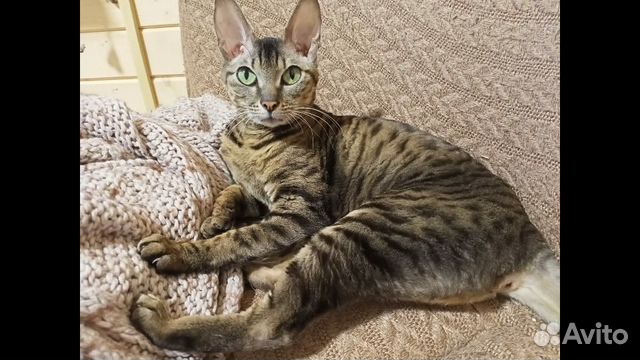 Молоденькая метиска корниша