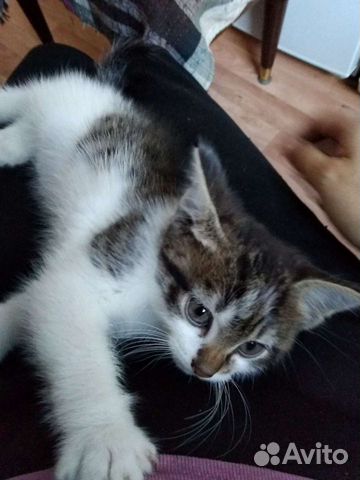 Маленький котик