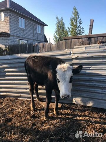 Телята бычки