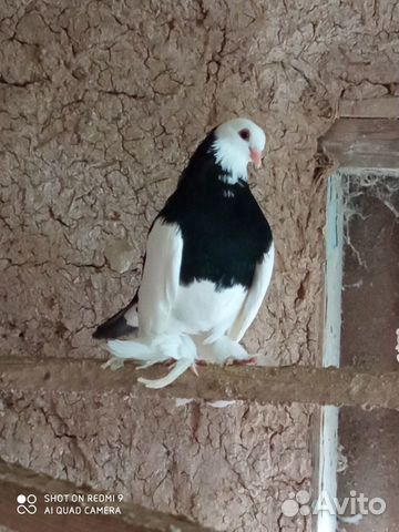 Статные голуби