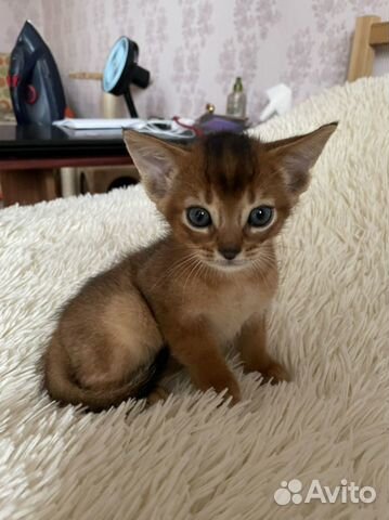 Абиссинские котята