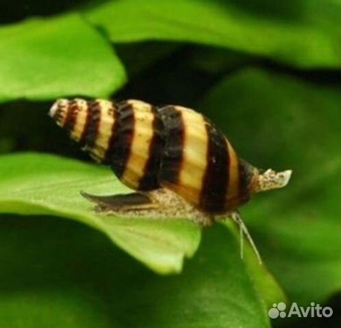 Улитка хелена