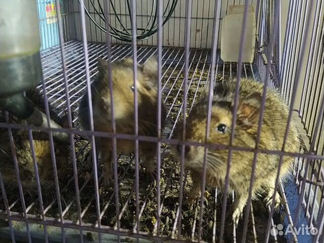 Продам белок дегу