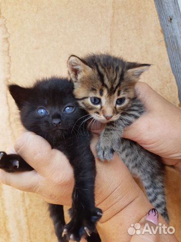 Котята в добрые руки бесплатно