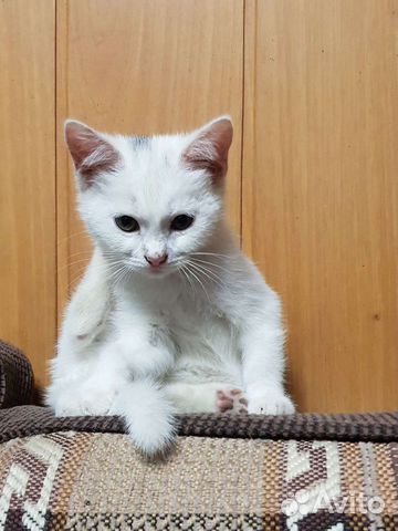 Котенок као-мани метиска девочка Лия 2мес