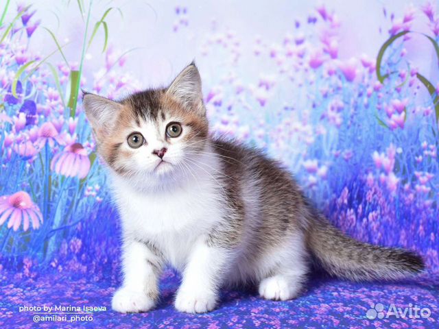 Шотландский манчкин