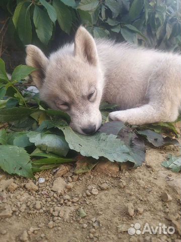 Продаются щенки хаски