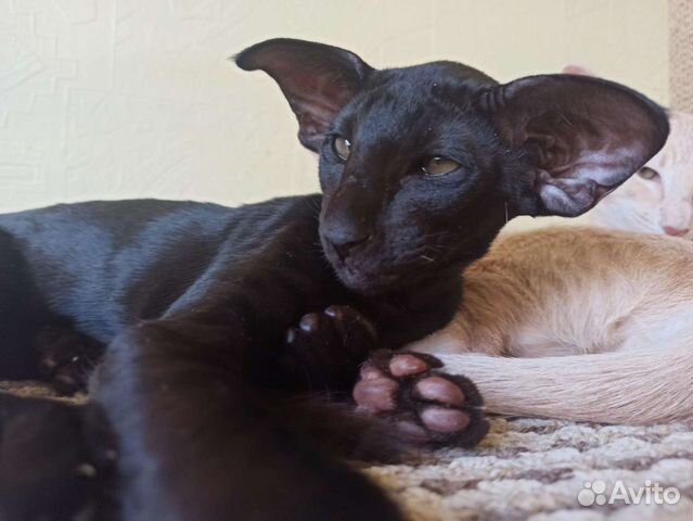 Экстремальный котик