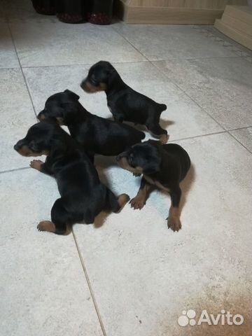 Щенок Цвергпинчера