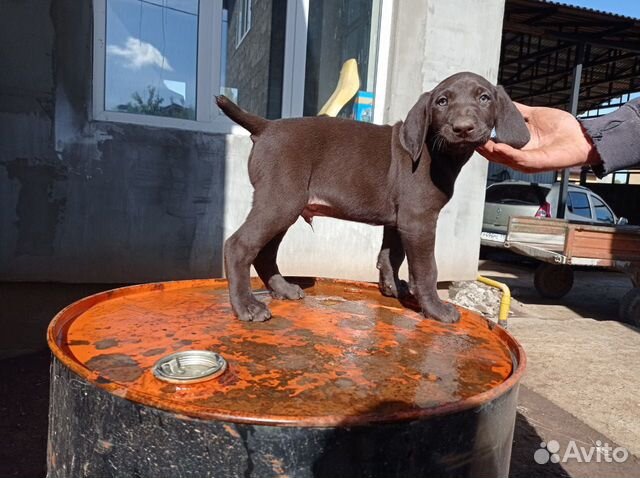 Продам щенков Курцхаара