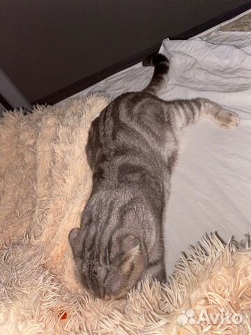 Кошка ищет друга для спаривания