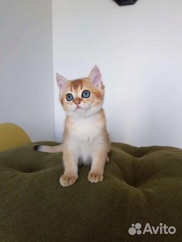 Кошки
