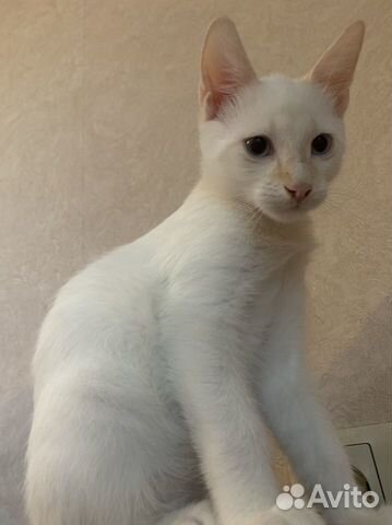 Котенок с голубыми глазами