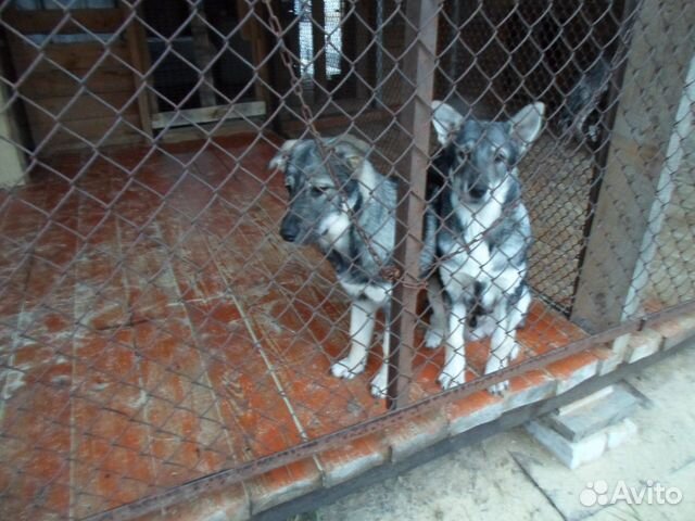 Шведская лосиная лайка