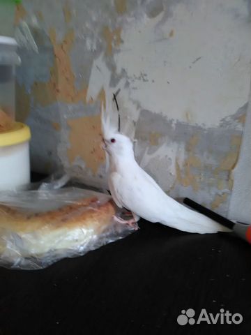 Попугай без щёких