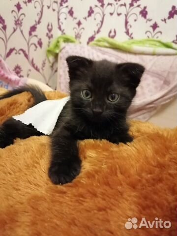 Шотландские котик