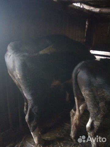 Бык на племя