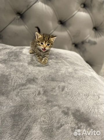 Котятки тигрятки