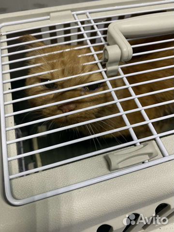 На Коломенской найден рыжий кот