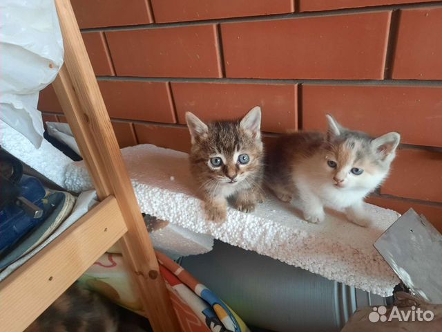 Кошка в дар