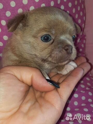 Лиловое и шоколадное чудо