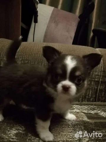 Щенки чихуахуа длинношерстные
