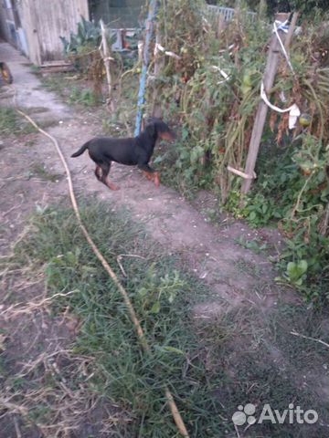 Ягдтерьер девочка