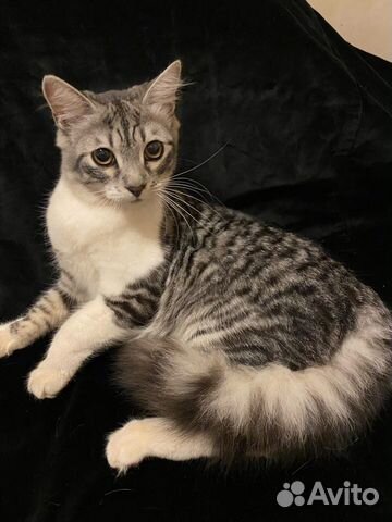 Кошка подросток