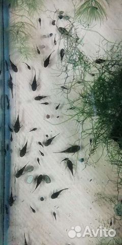 Аквариумные рыбки